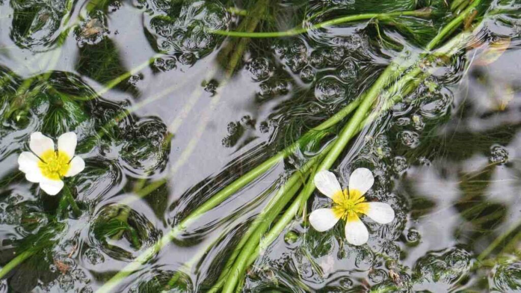 EERD River: Everything you need to know about it, can be grabbed from ...